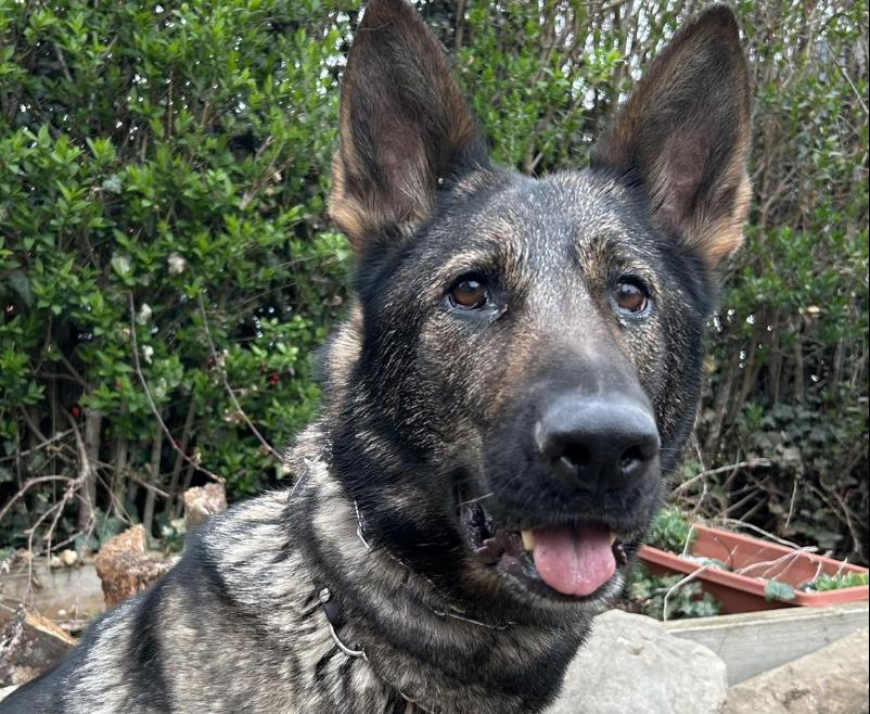 vom Steinigerbach German Shepherds in Pennsylvania | German Shepherd ...