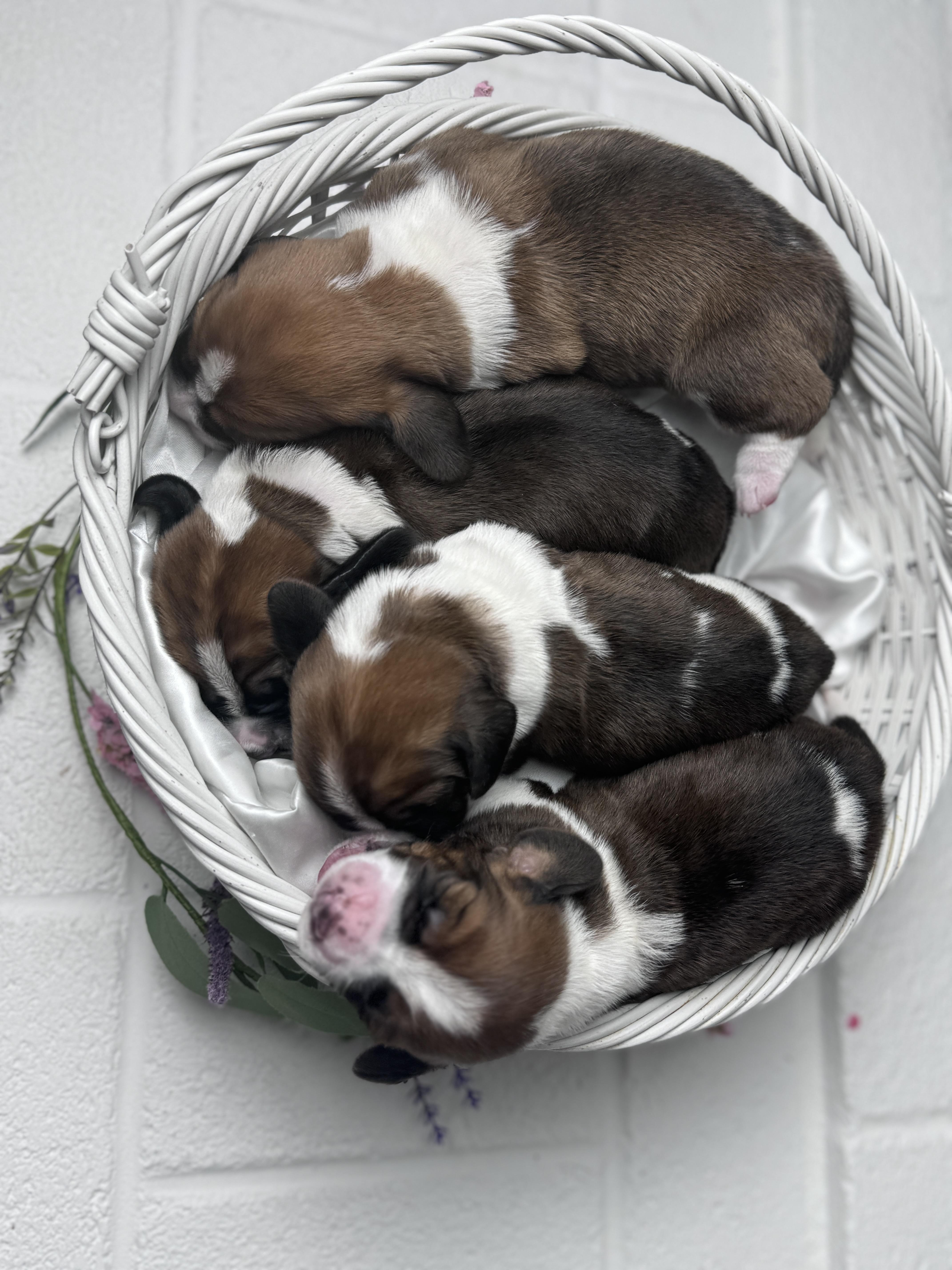 AKC Basset Hounds Puppy in California | Basset Hound puppies | Good Dog