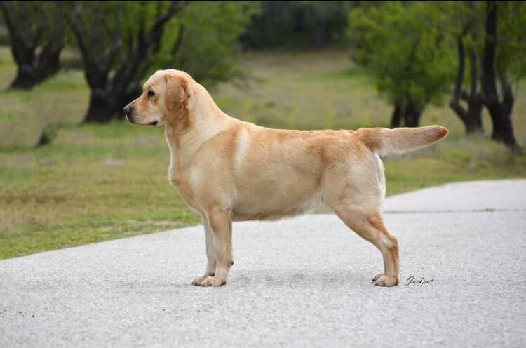 SciFi Labradors in Washington | Labrador Retriever puppies | Good Dog