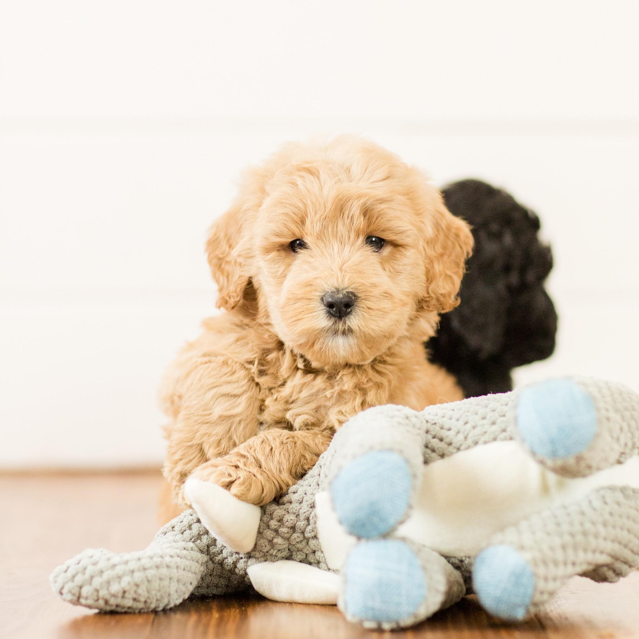 Doodlebug Farms in Tennessee | Goldendoodle puppies | Good Dog