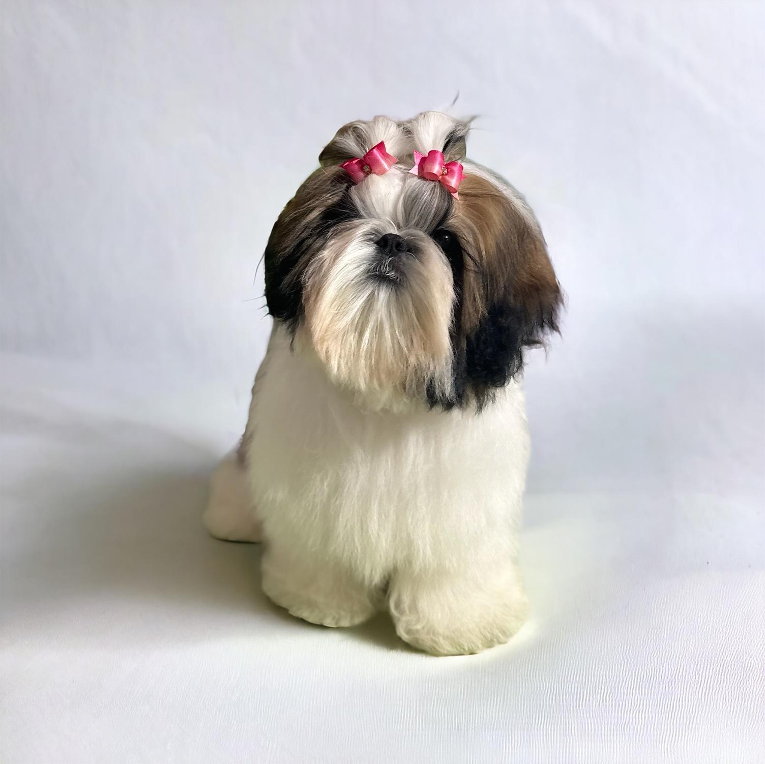 Fairy Tails Shih Tzus CA in California | Shih Tzu puppies | Good Dog