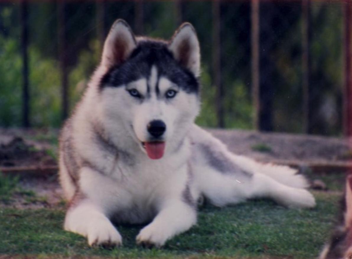 Nancy Sumida's Siberians in California | Siberian Husky puppies | Good Dog