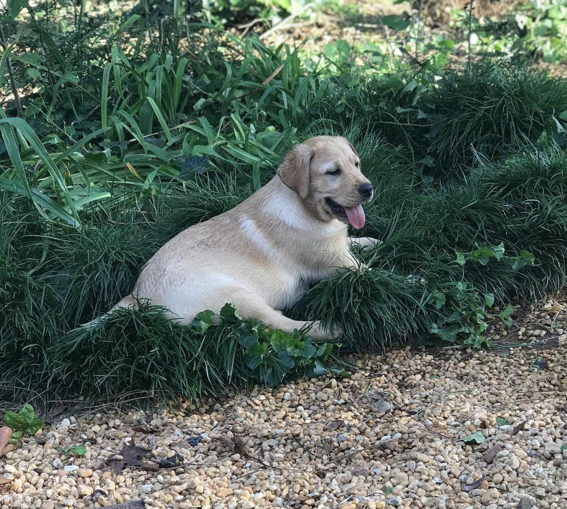 Graham Hill Labradors in Georgia | Labrador Retriever puppies | Good Dog