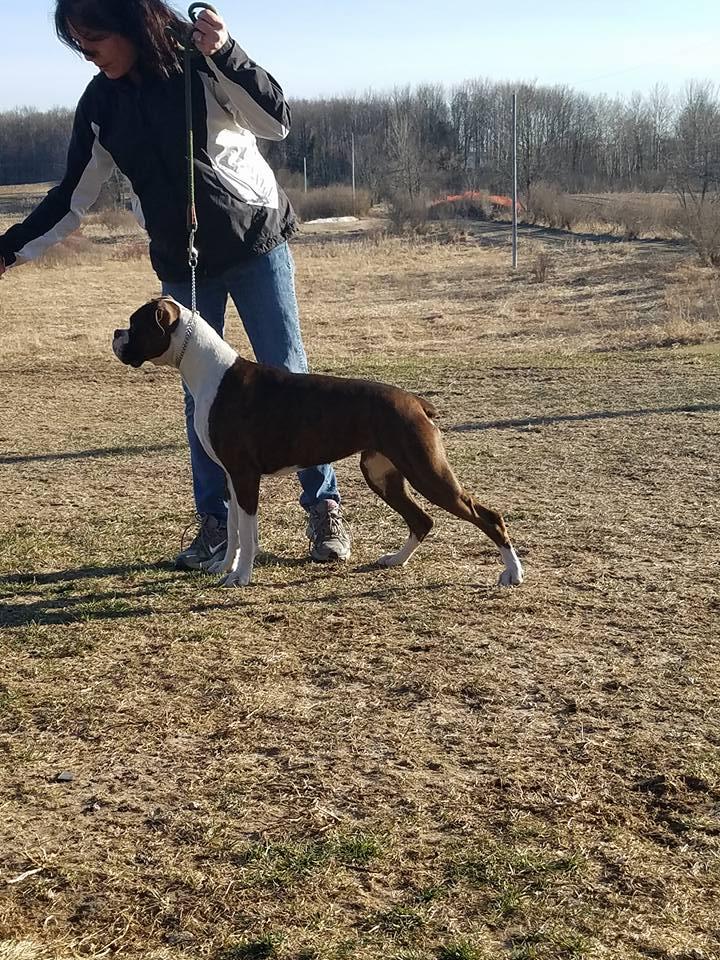 Boxers and Great Danes in Michigan | Boxer and Great Dane puppies ...