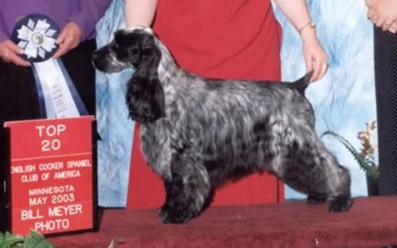 Peterson's Cocker Spaniels in Washington | English Cocker Spaniel ...