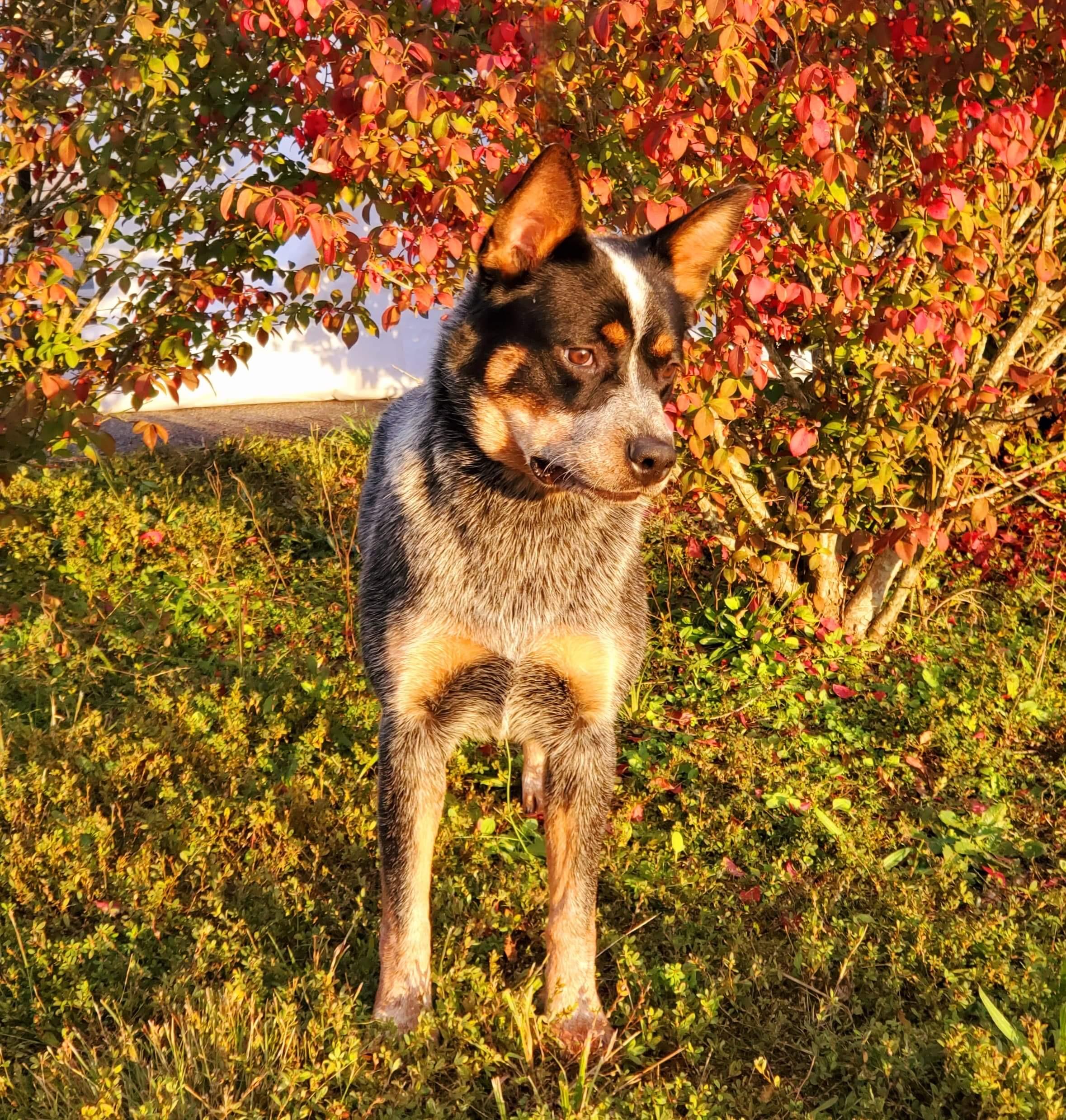 Sage Creek Australian Cattle Dogs in Idaho | Australian Cattle Dog ...