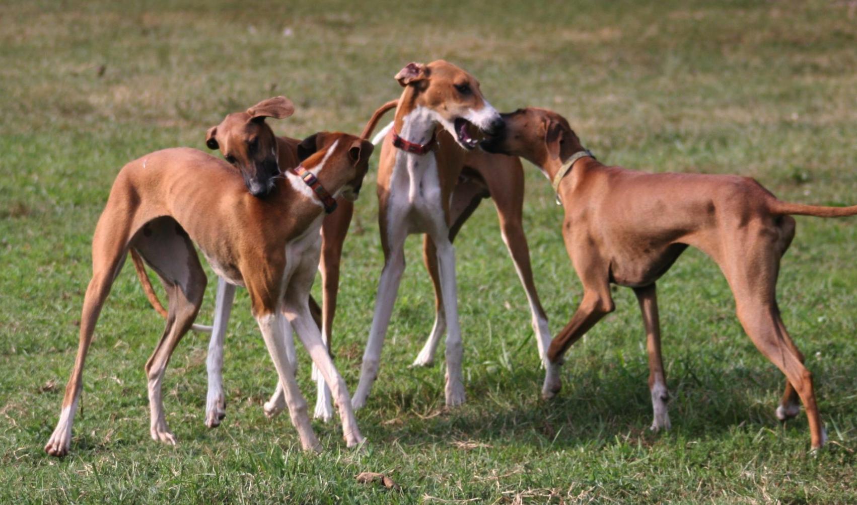 Kel Simoon Azawakh in Tennessee | Azawakh puppies | Good Dog