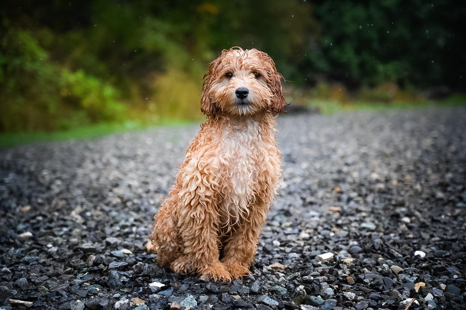 Heavenly Puppies to Love in Washington | Cavapoo, Cockapoo or Poodle ...