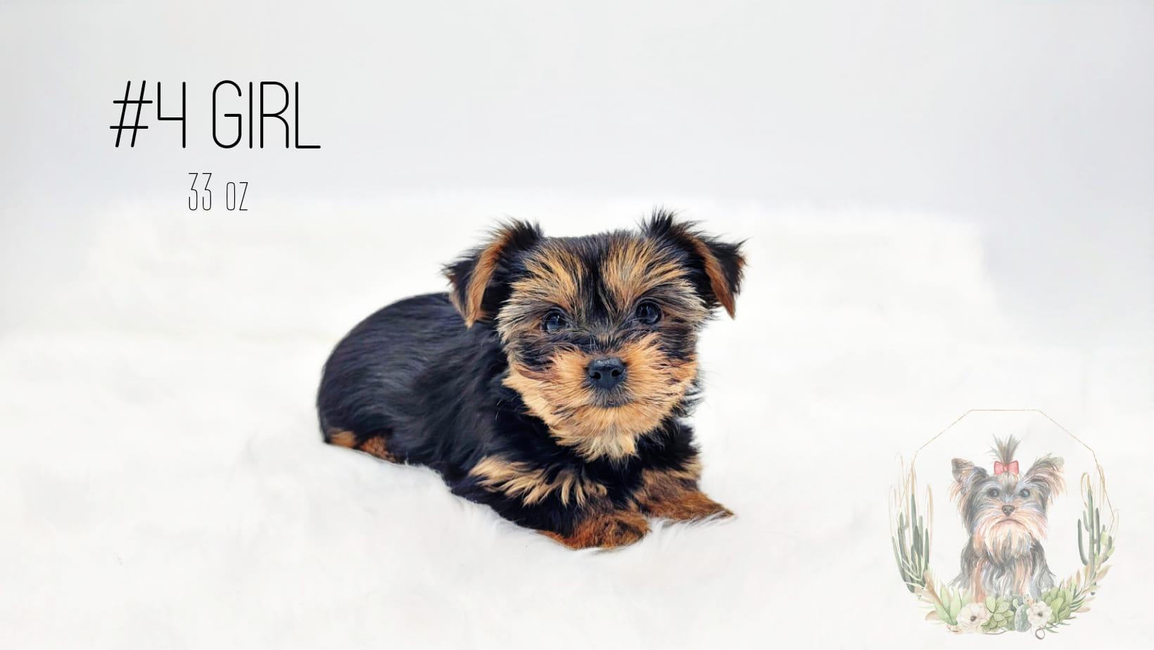 Saguaro Yorkie Ranch in Arizona | Yorkshire Terrier puppies | Good Dog