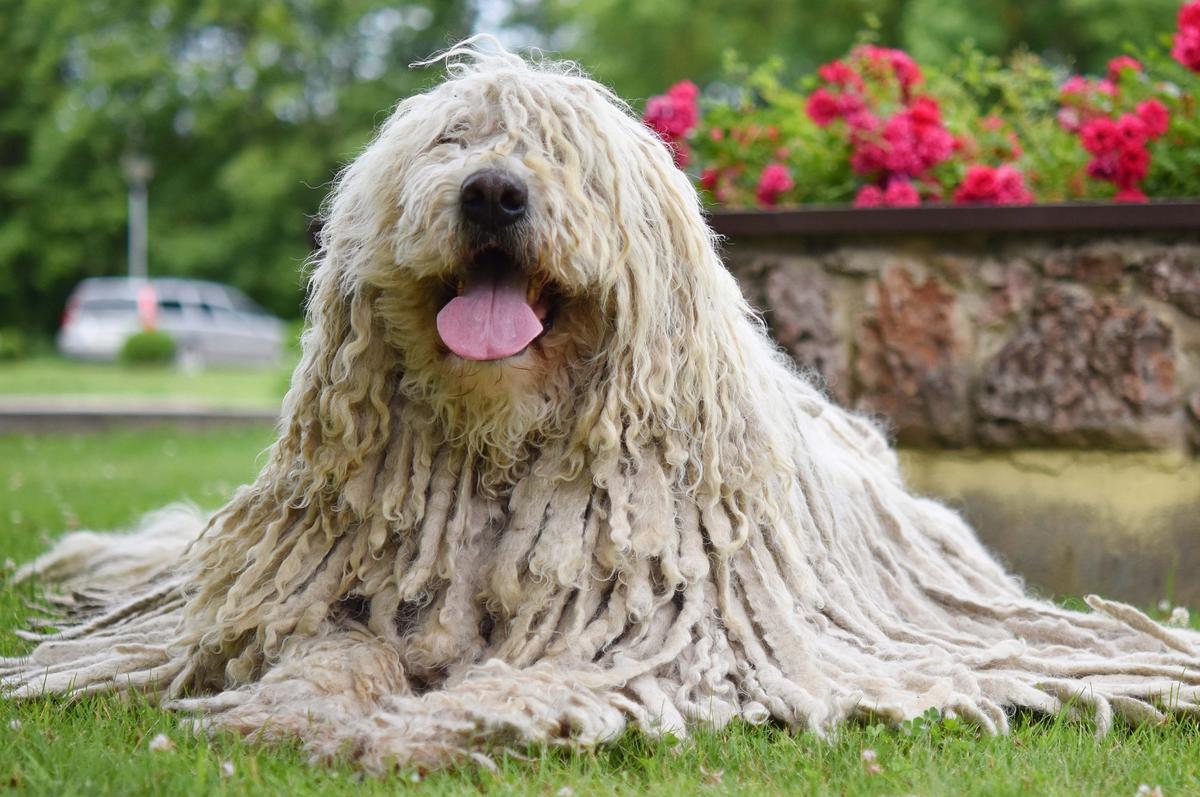 25 cute Komondor puppies for sale | Good Dog