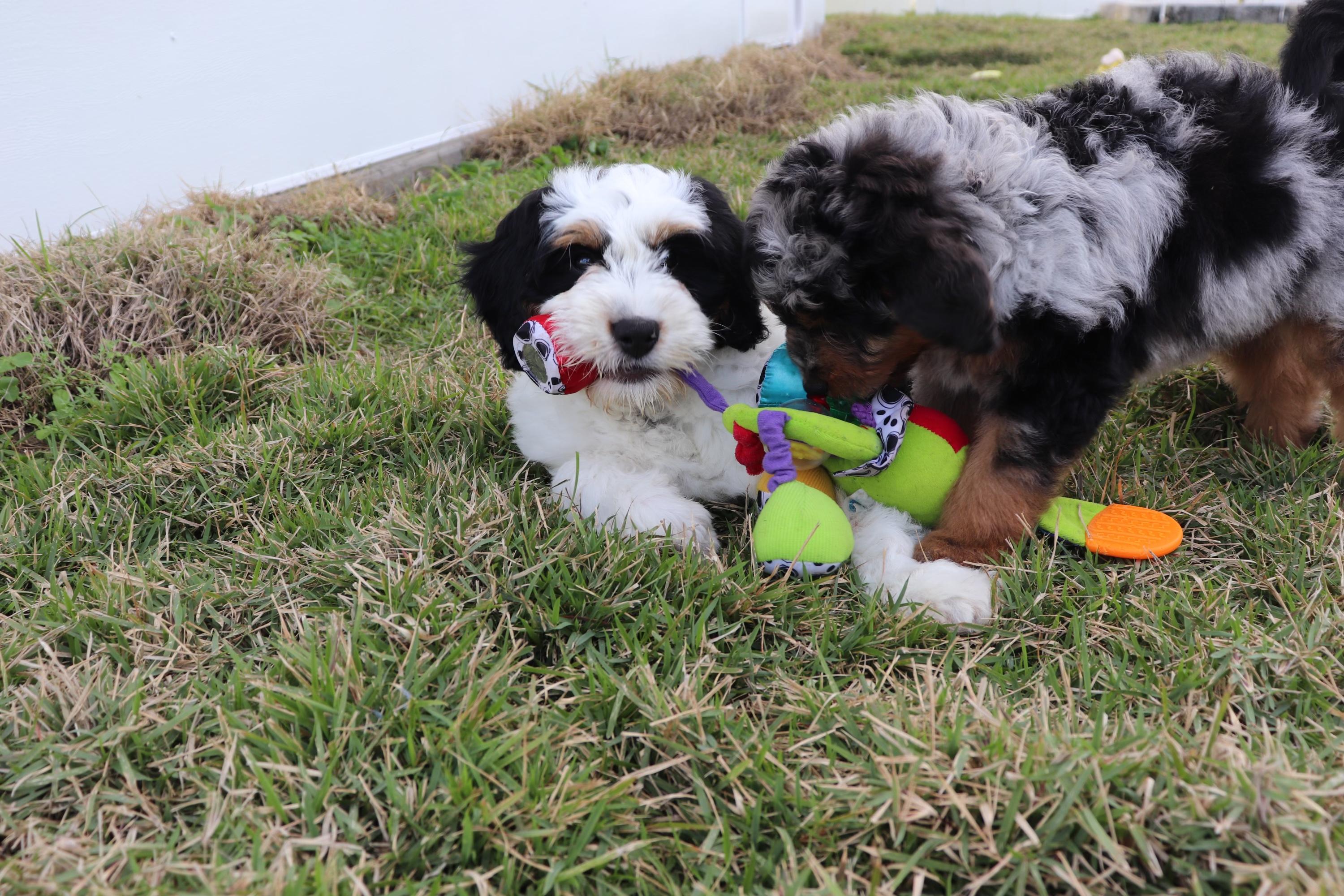 Salt-Life Doodles in Florida | Double Doodle puppies | Good Dog