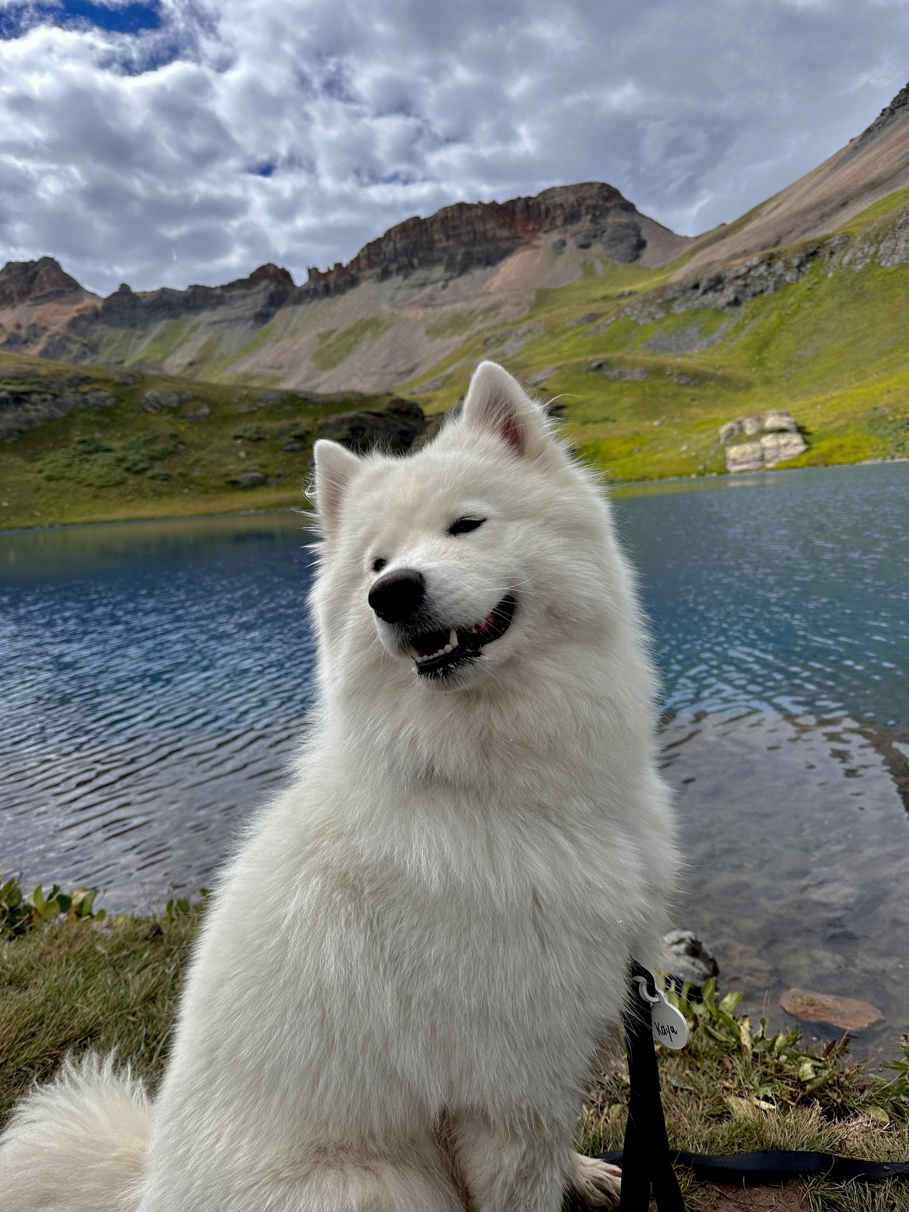 Southern Roux Samoyeds in Louisiana | Samoyed puppies | Good Dog