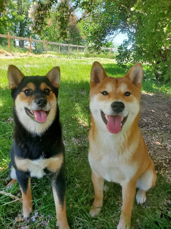 Homestead Shibas in Michigan | Shiba Inu puppies | Good Dog