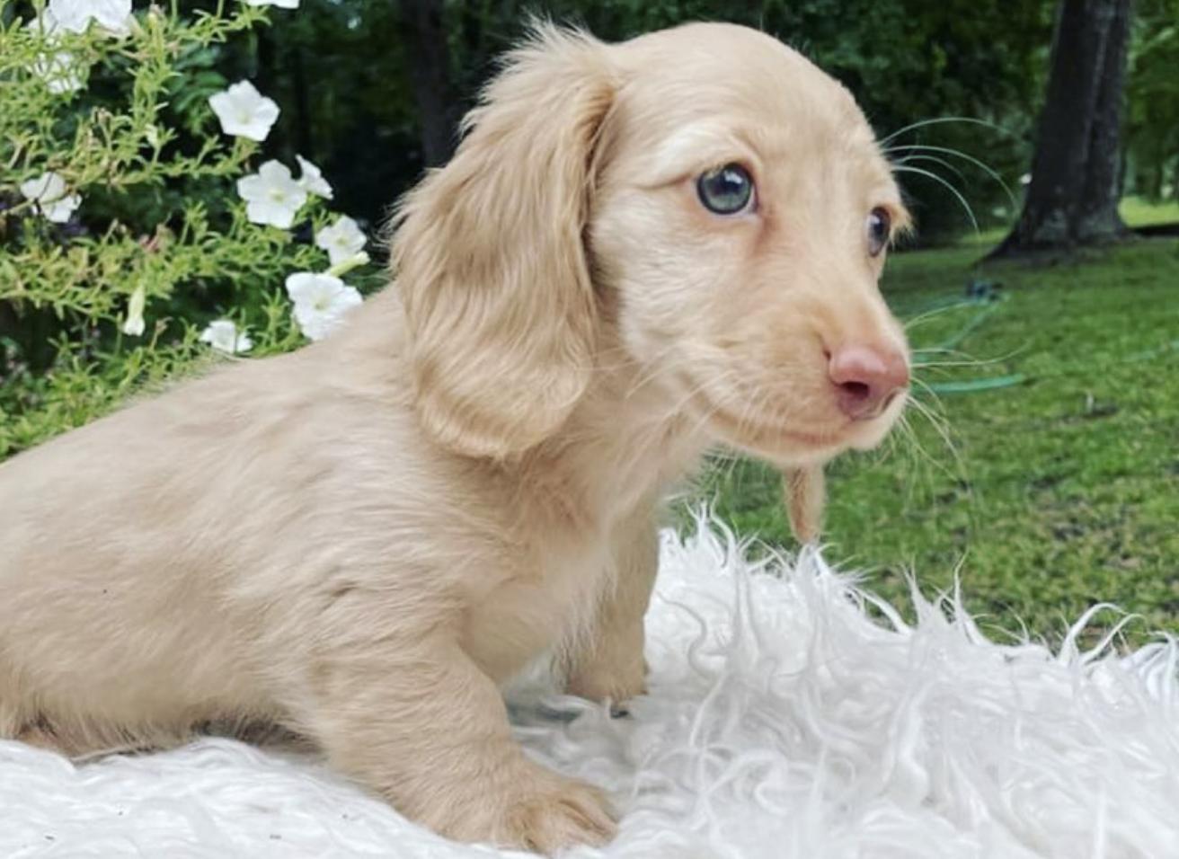 Duchess Daphne's Doxie Empire in Texas | Dachshund puppies | Good Dog