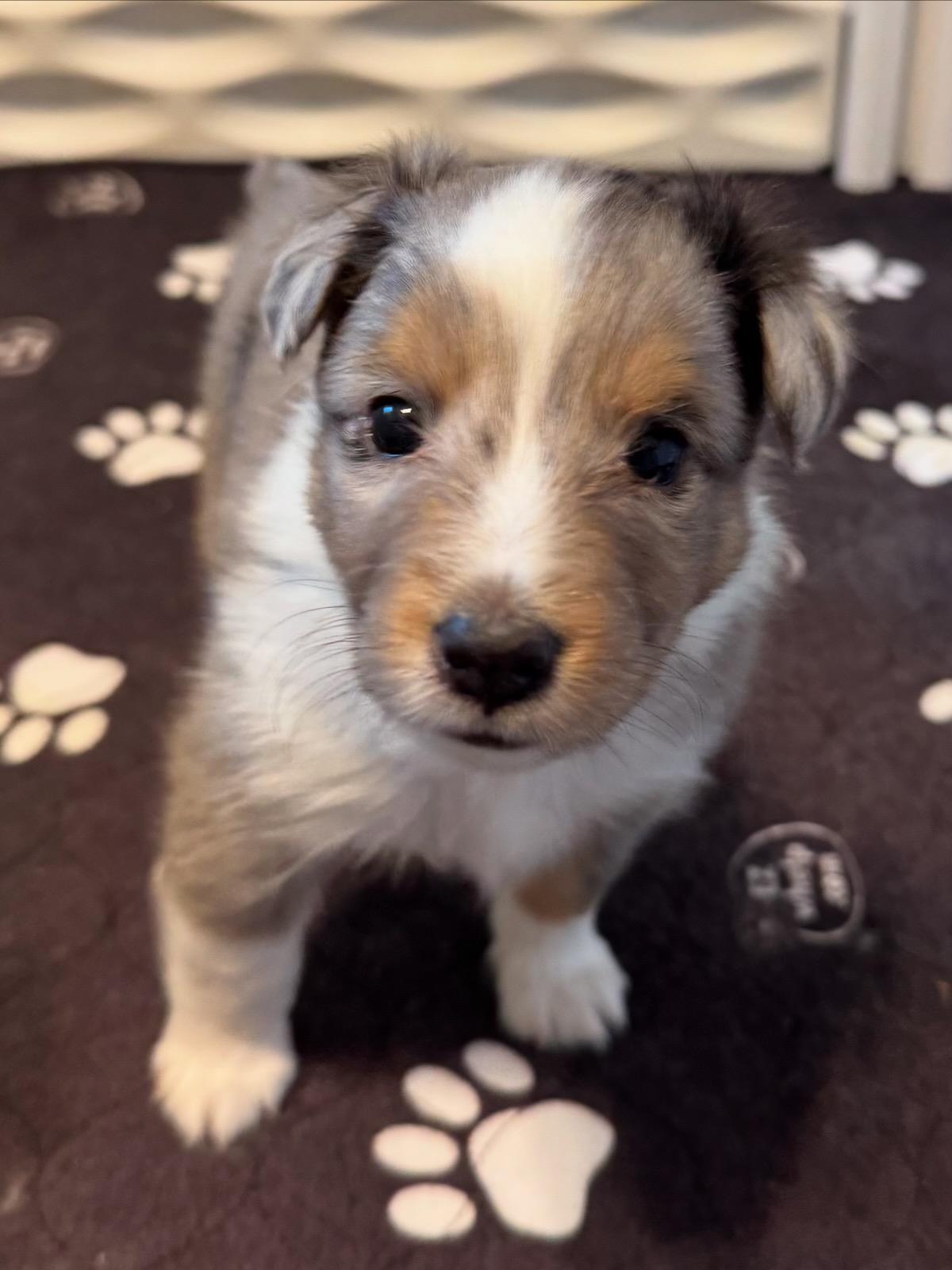 Kristie's Sheltie Sweethearts in Georgia | Shetland Sheepdog puppies ...