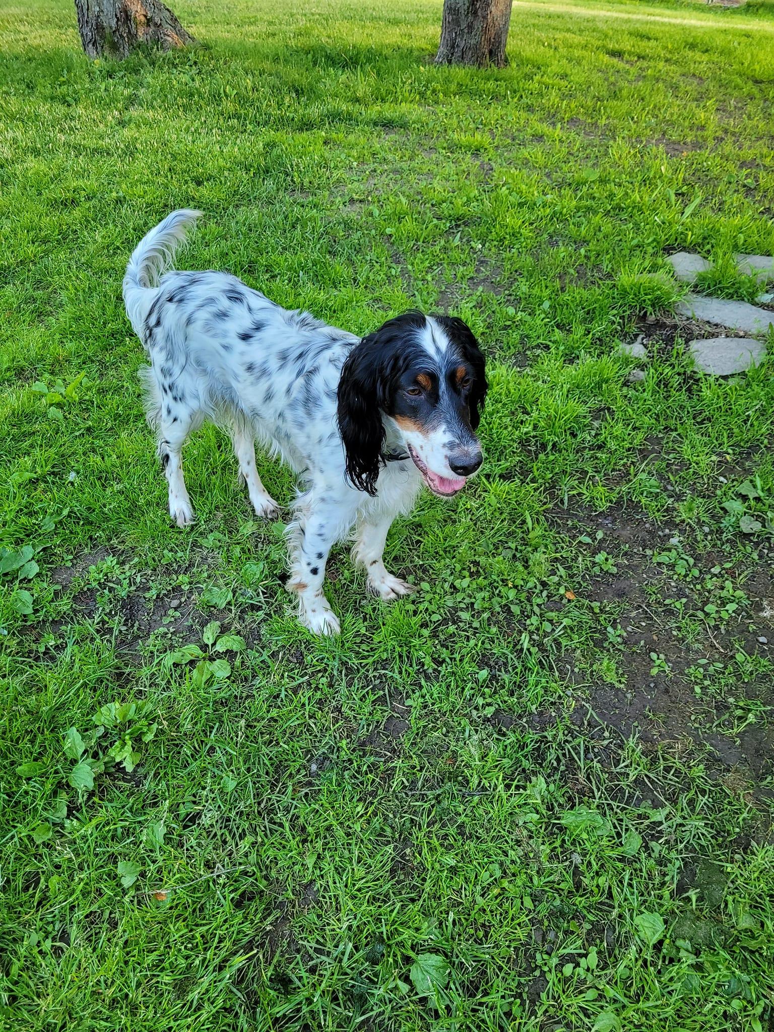 Kay's English Setters in New York | English Setter puppies | Good Dog
