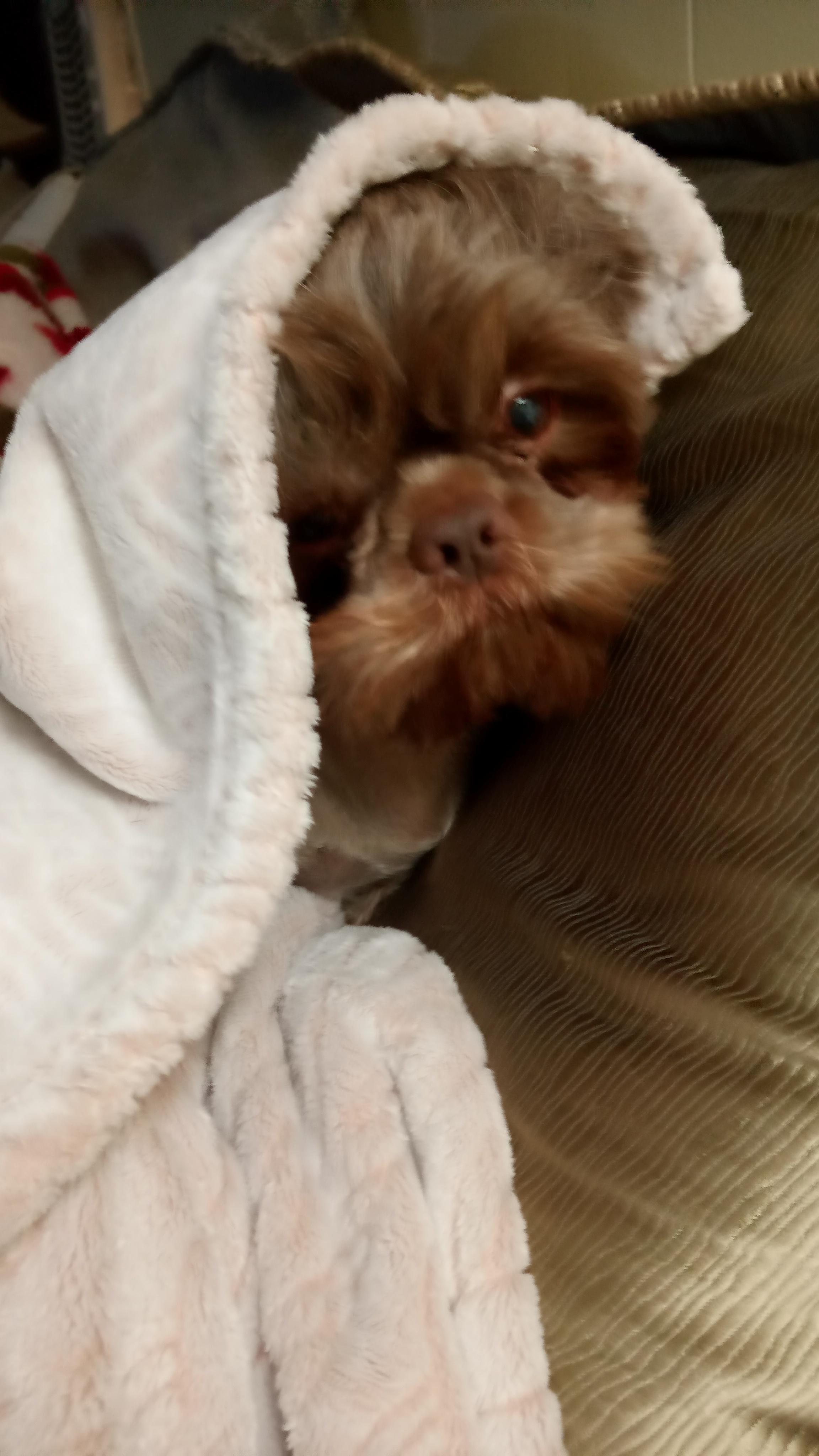 Jennifer Gilpatrick in Washington | Shih Tzu puppies | Good Dog