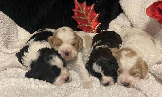 Cozy Creek Cavapoos in Minnesota | Cavapoo puppies | Good Dog