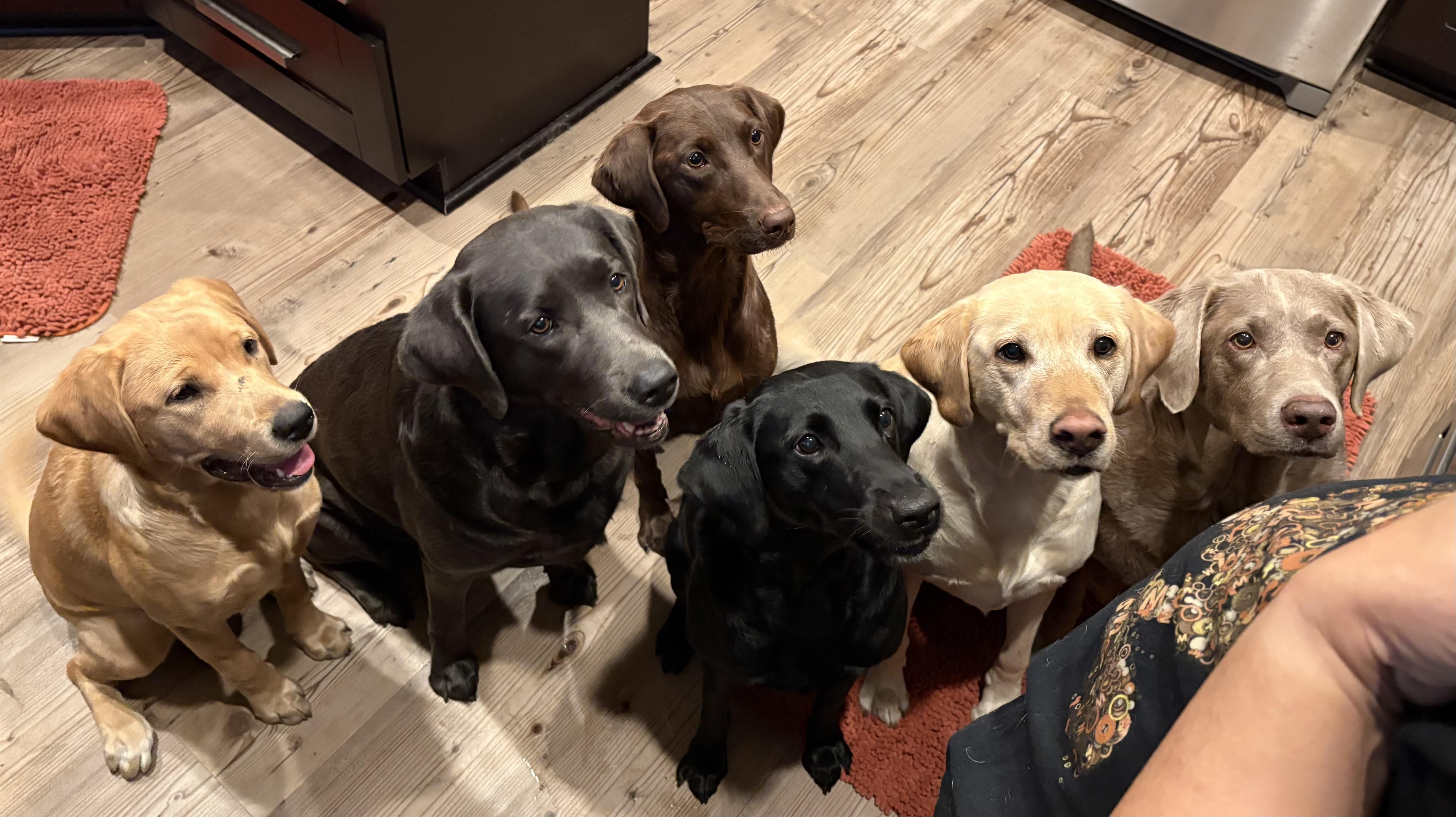 Longleaf Labradors in Florida | Labrador Retriever and Dilute Retriever ...