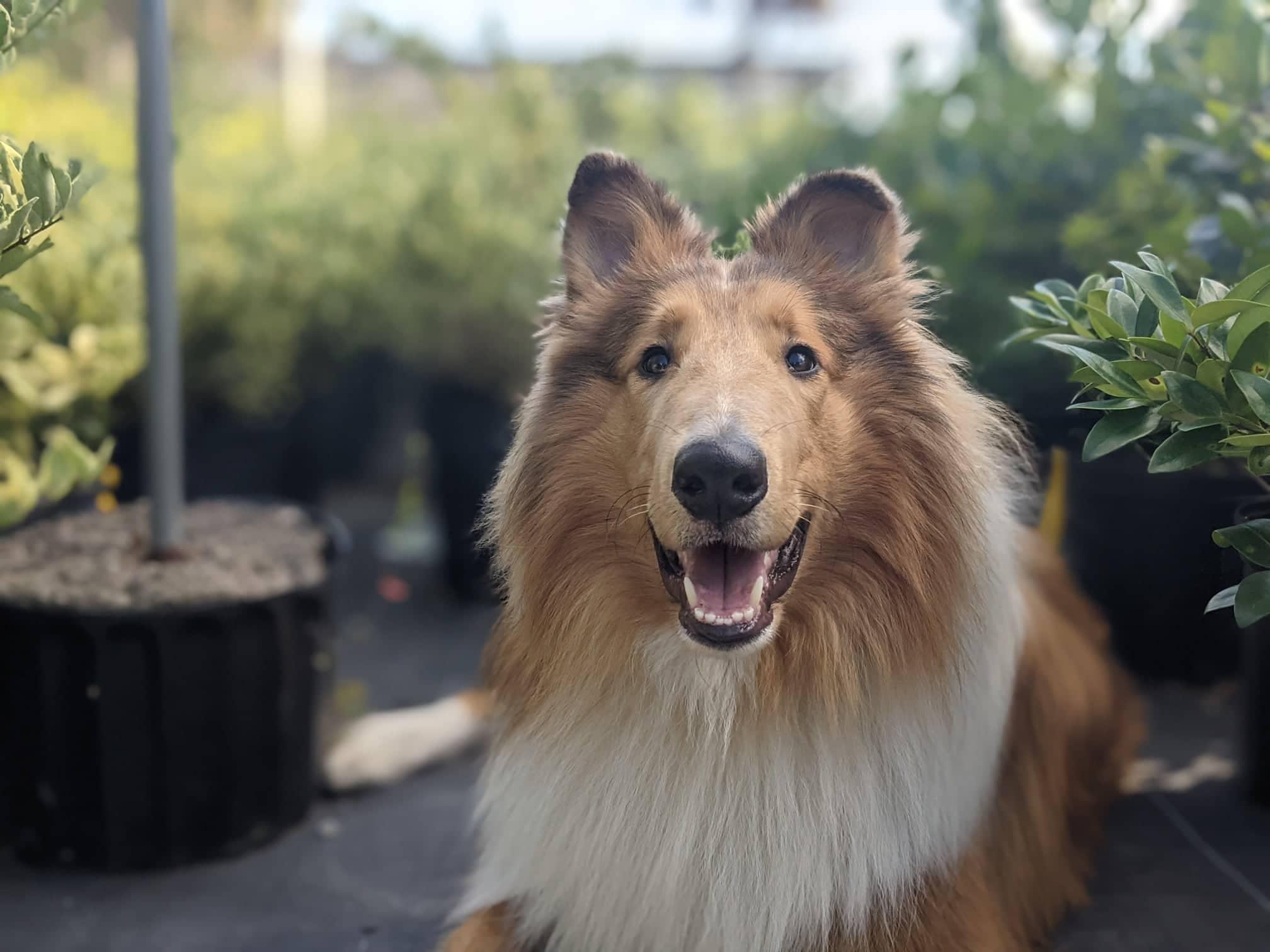 Three Collie Farm in Florida | Collie puppies | Good Dog