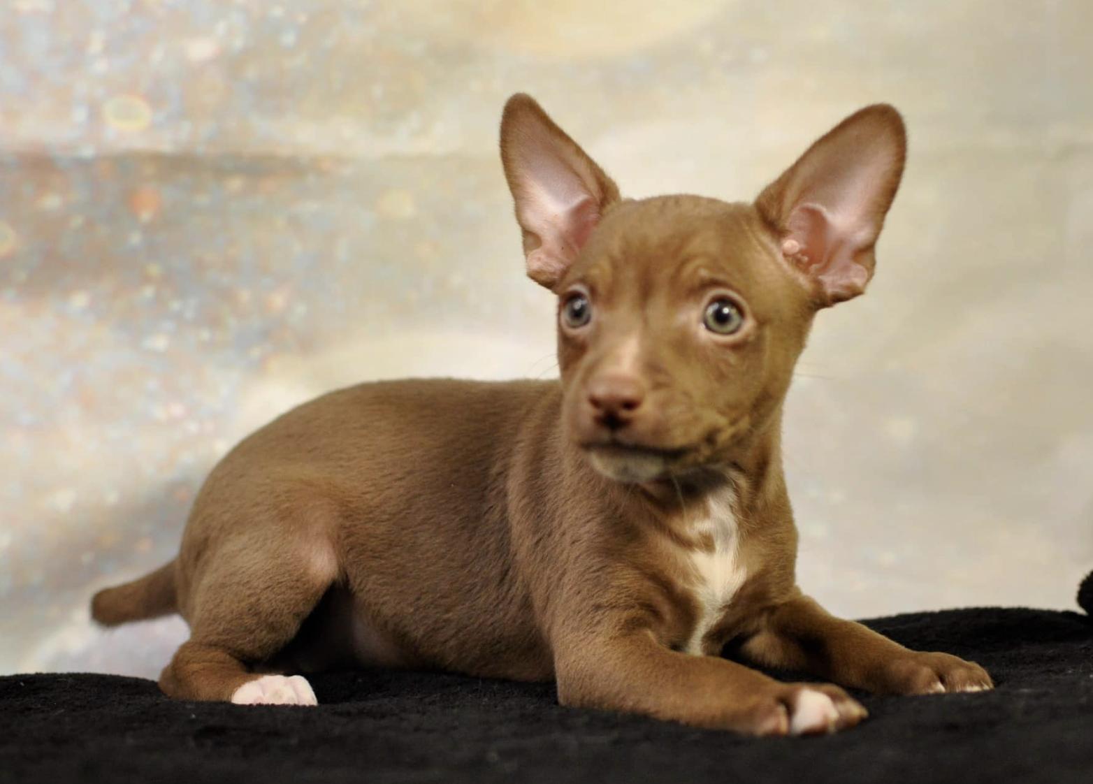 Ramirez Ratz in Kansas | Rat Terrier puppies | Good Dog