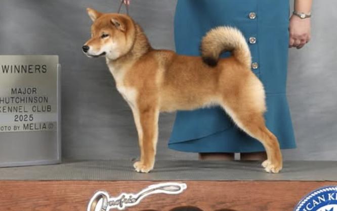 Crescent Moon Shibas in South Carolina | Shiba Inu puppies | Good Dog