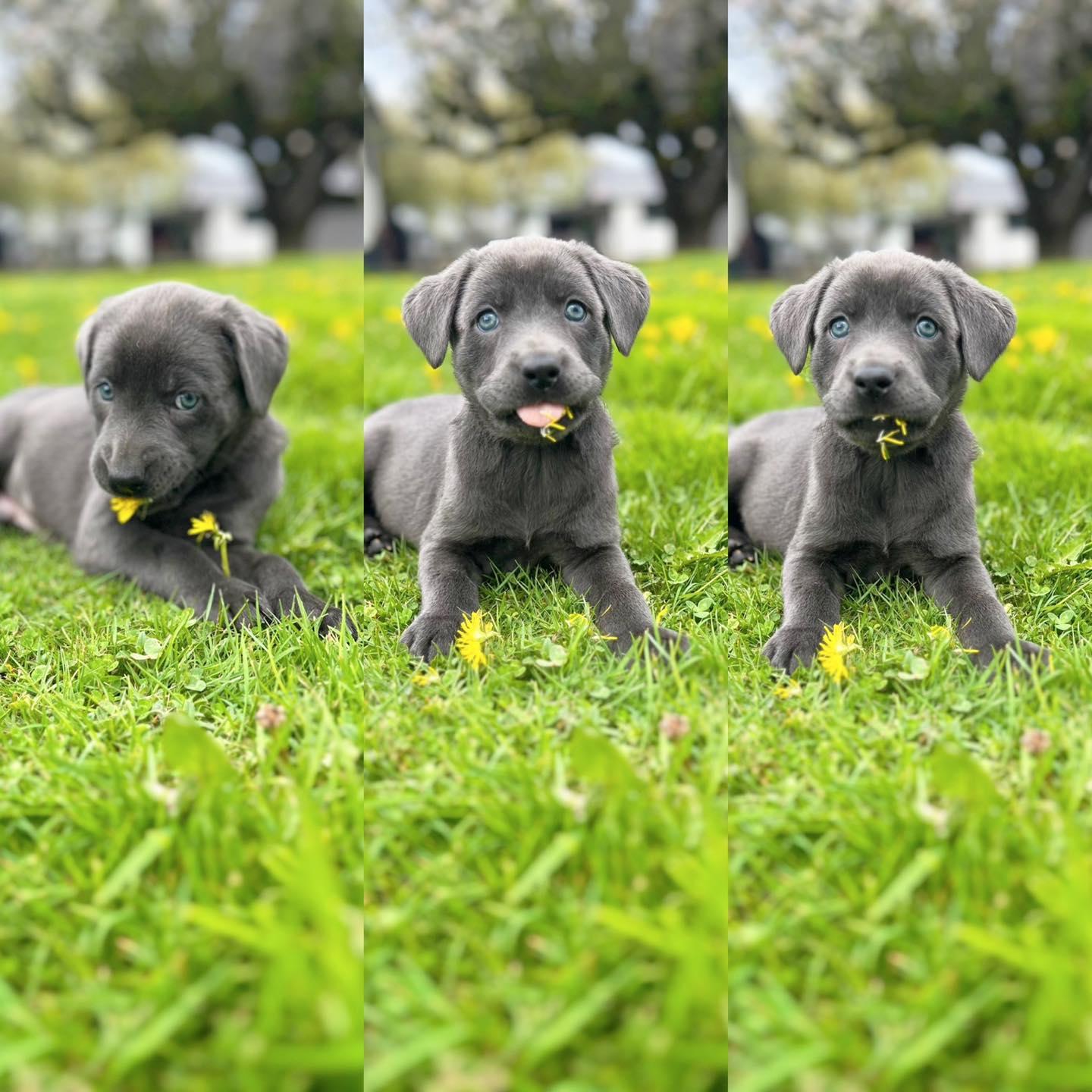 12 Door Farm Labradors in Washington | Labrador Retriever and Dilute ...