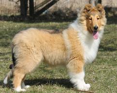Enterprise Collies Of Distinction in Pennsylvania | Collie puppies ...
