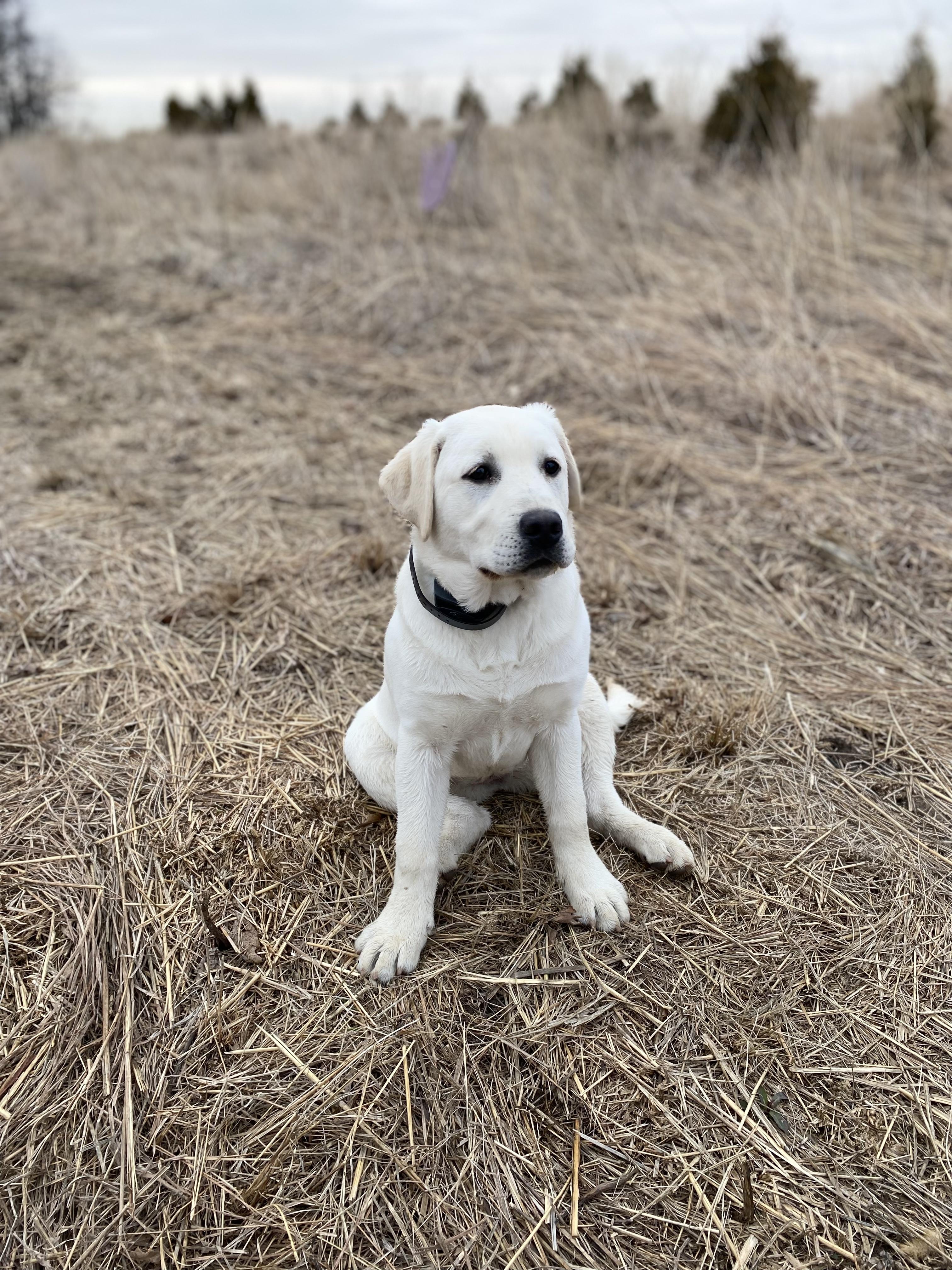 Hickory Creek Labs in Ohio | Labrador Retriever puppies | Good Dog