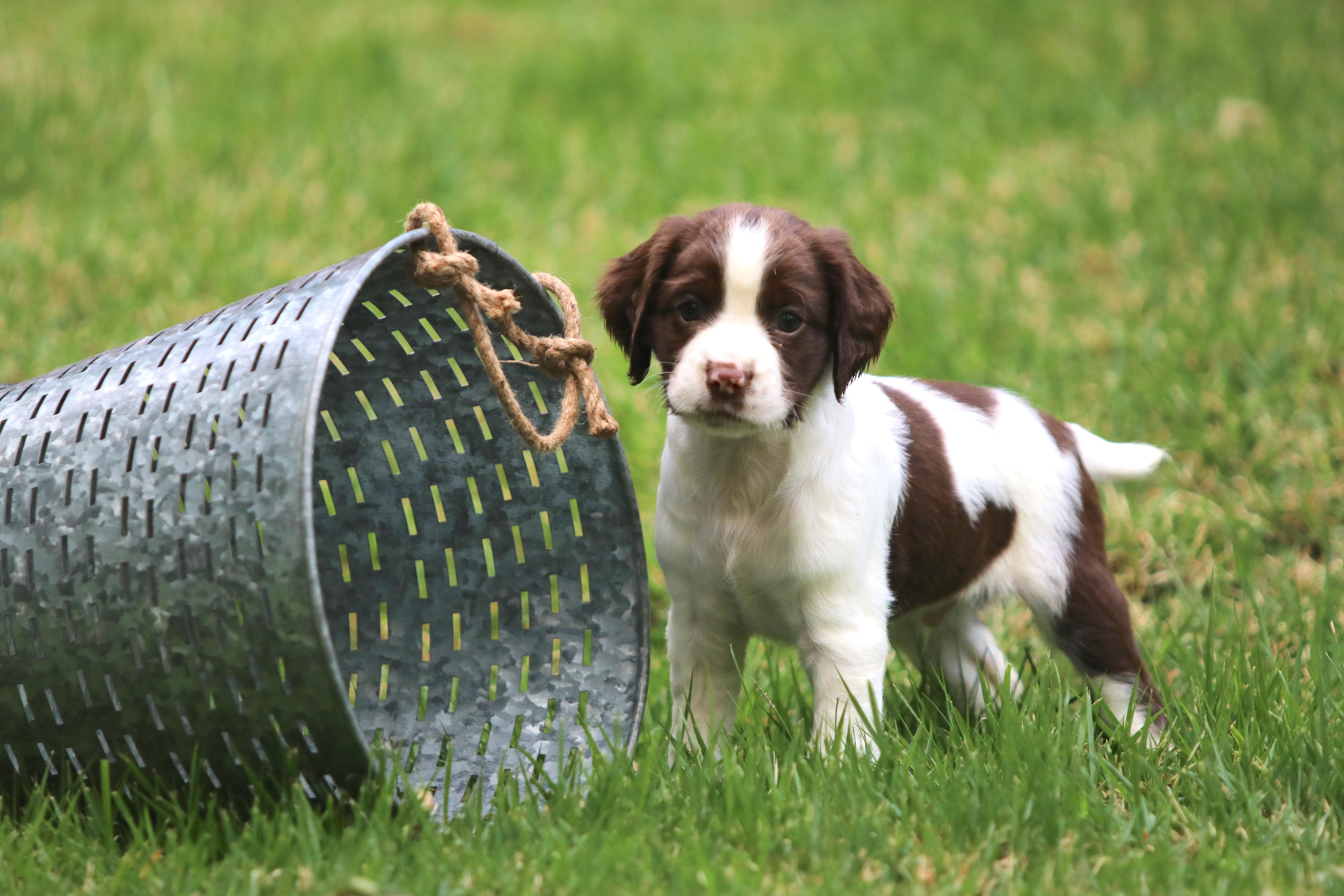 Southern Springers in Virginia | English Springer Spaniel puppies ...