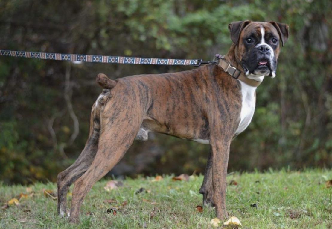 Wilson Family Boxers in Indiana | Boxer puppies | Good Dog