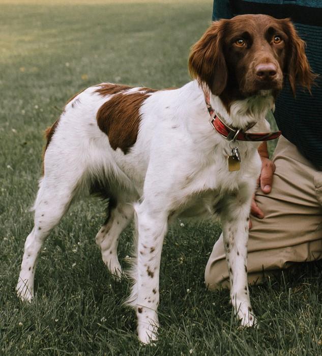 Prairie State Kennel in Illinois | Kleine Munsterlander puppies | Good Dog