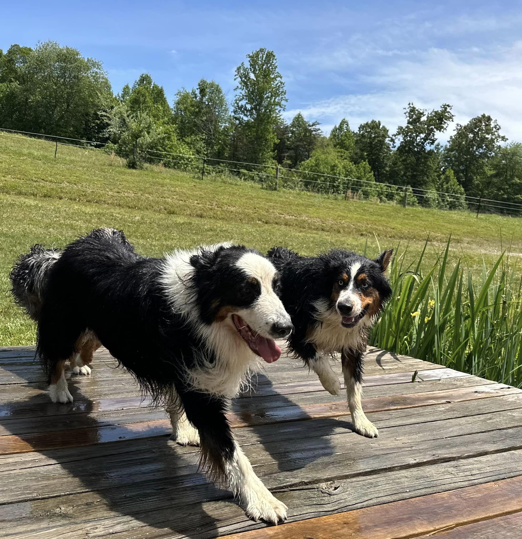 Aussie Tales Farm in Virginia | Australian Shepherd puppies | Good Dog
