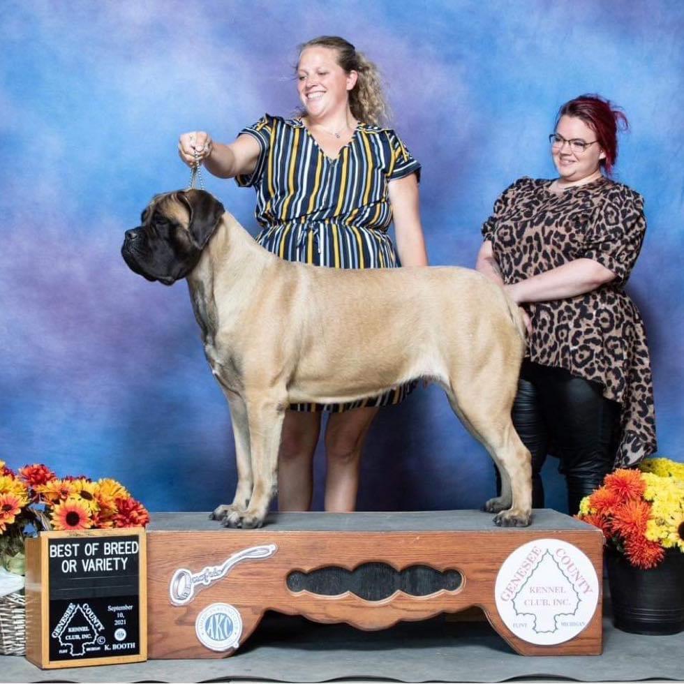ACM Mastiffs in Michigan | Mastiff puppies | Good Dog