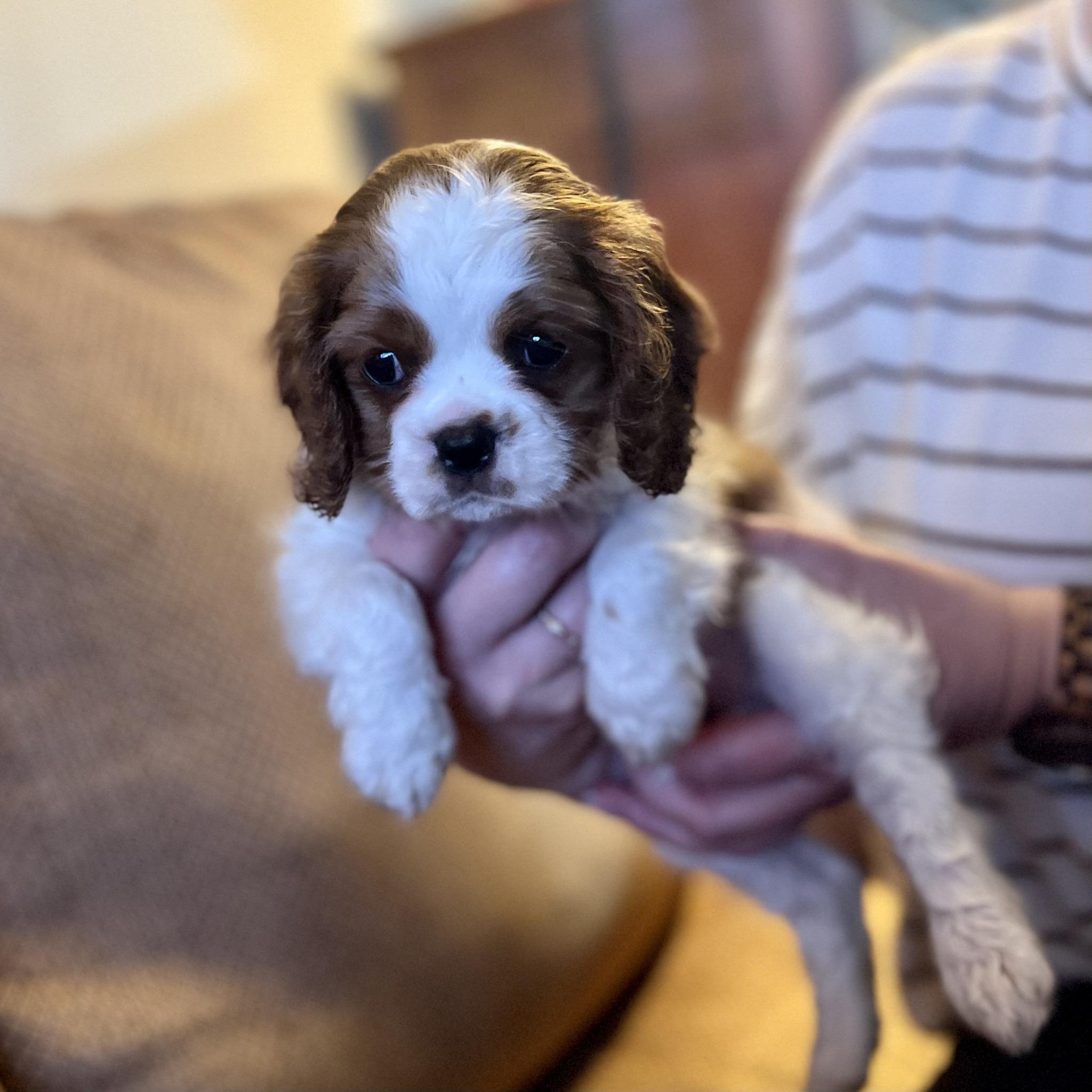 Troester Basin Farm in Nebraska | Cavalier King Charles Spaniel puppies ...