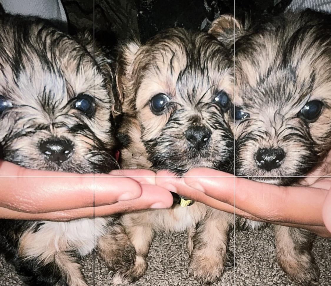 Colorful Yorkies in Maryland | Yorkshire Terrier puppies | Good Dog