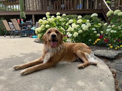 Mayes Puppies in Indiana | Goldendoodle puppies | Good Dog