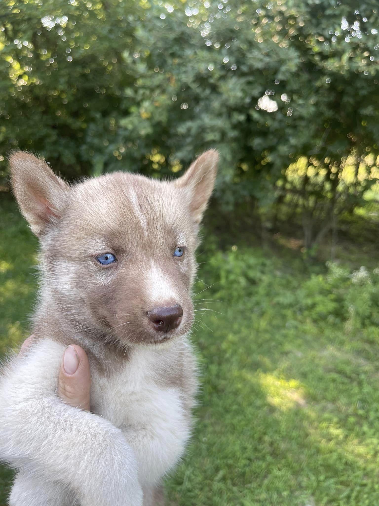 Call of the Wild Farms in Indiana | Siberian Husky puppies | Good Dog