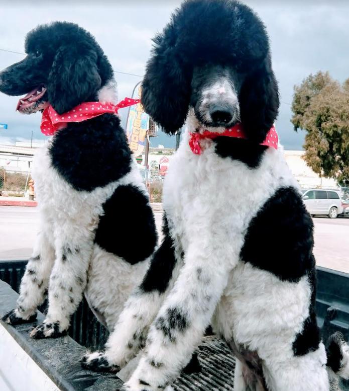 Yanky Dandy Poodles in California | Poodle puppies | Good Dog
