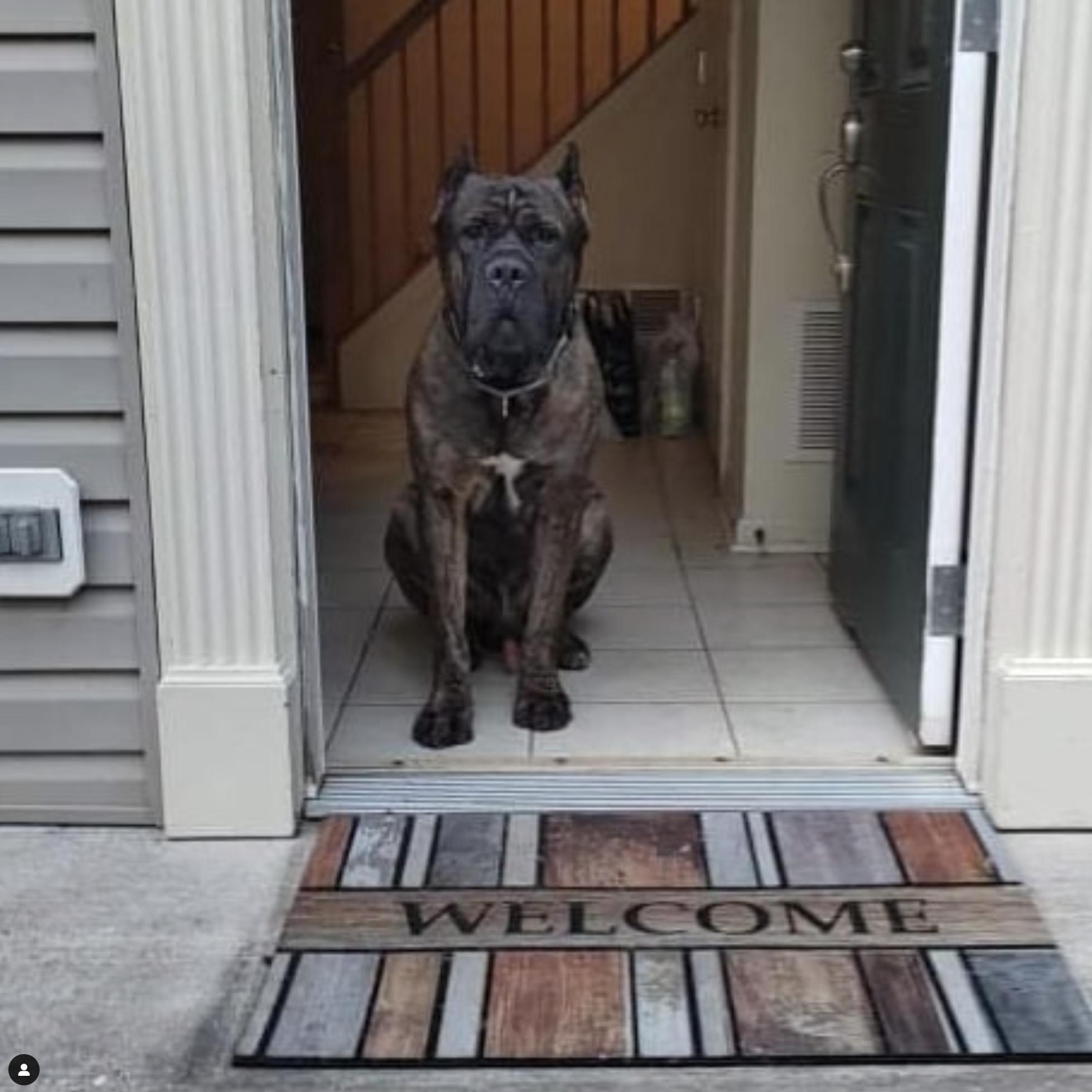 Safe Haven Cane Corso in Maryland | Cane Corso puppies | Good Dog