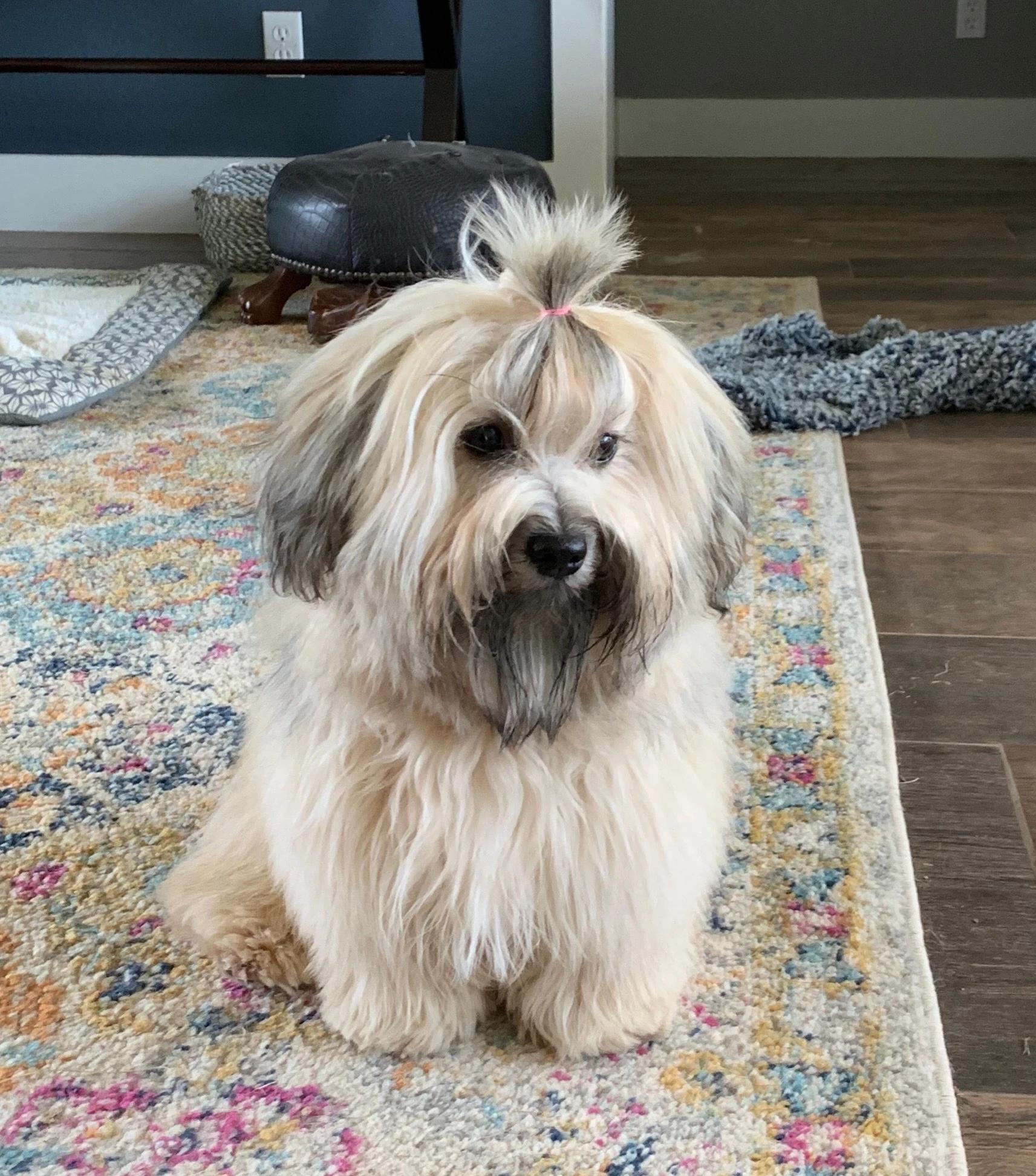 MyHeartsHavis in Texas | Havanese puppies | Good Dog