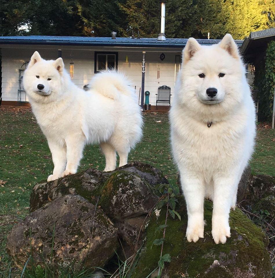 StormCloud Samoyeds in Washington | Samoyed puppies | Good Dog