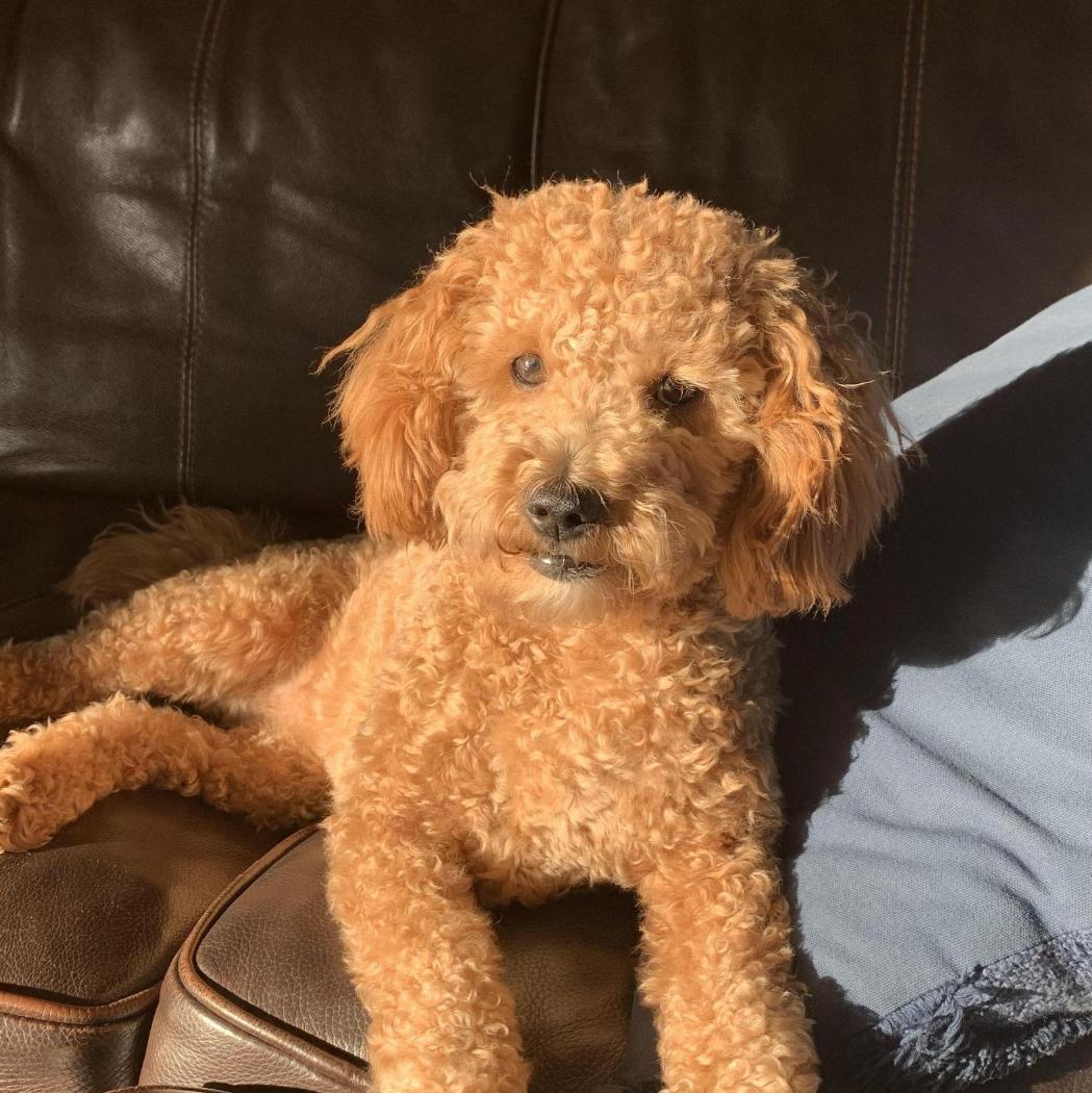 FinleysDoodles in Arizona | Goldendoodle puppies | Good Dog