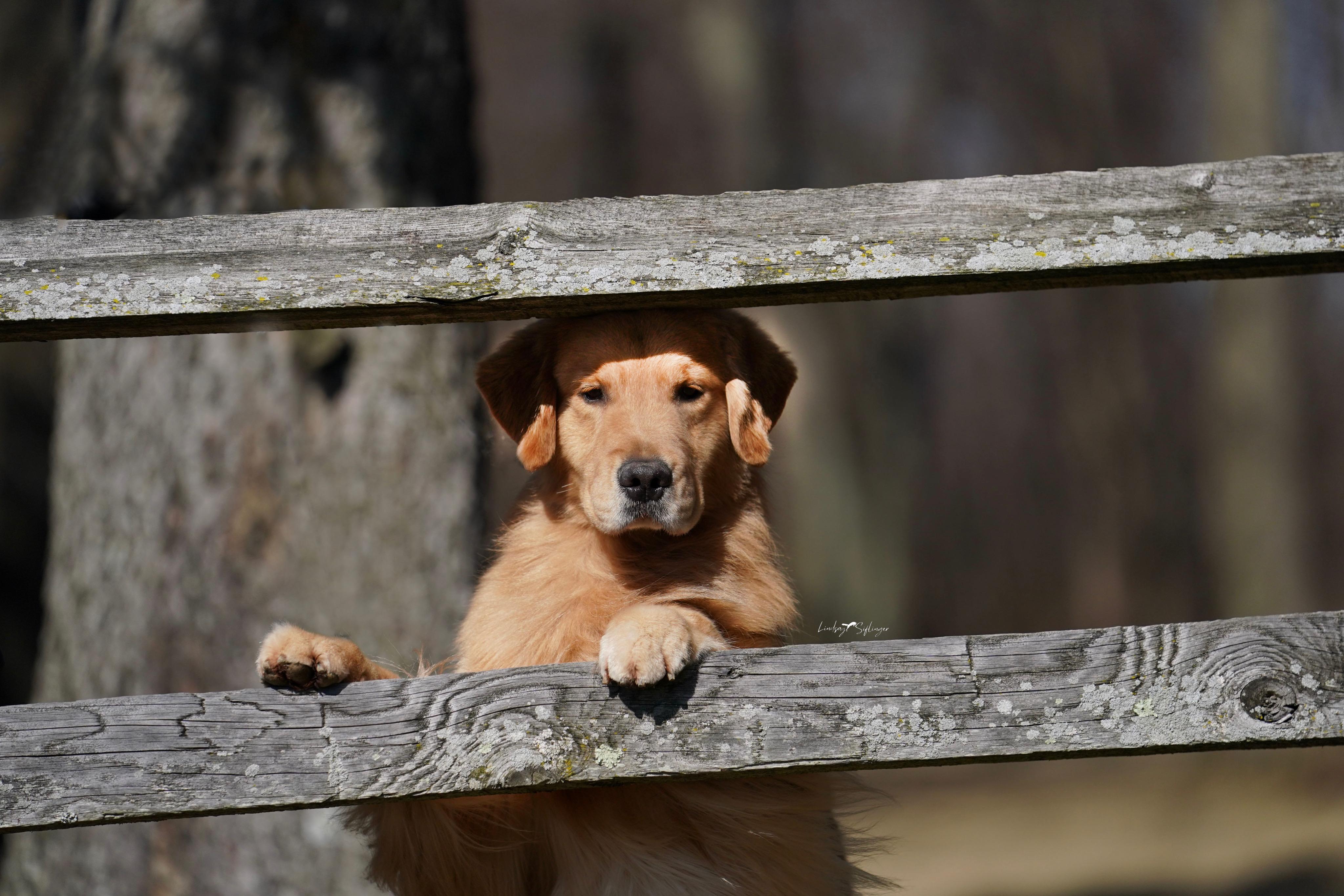 The Ohana Paws in Missouri | Golden Retriever puppies | Good Dog