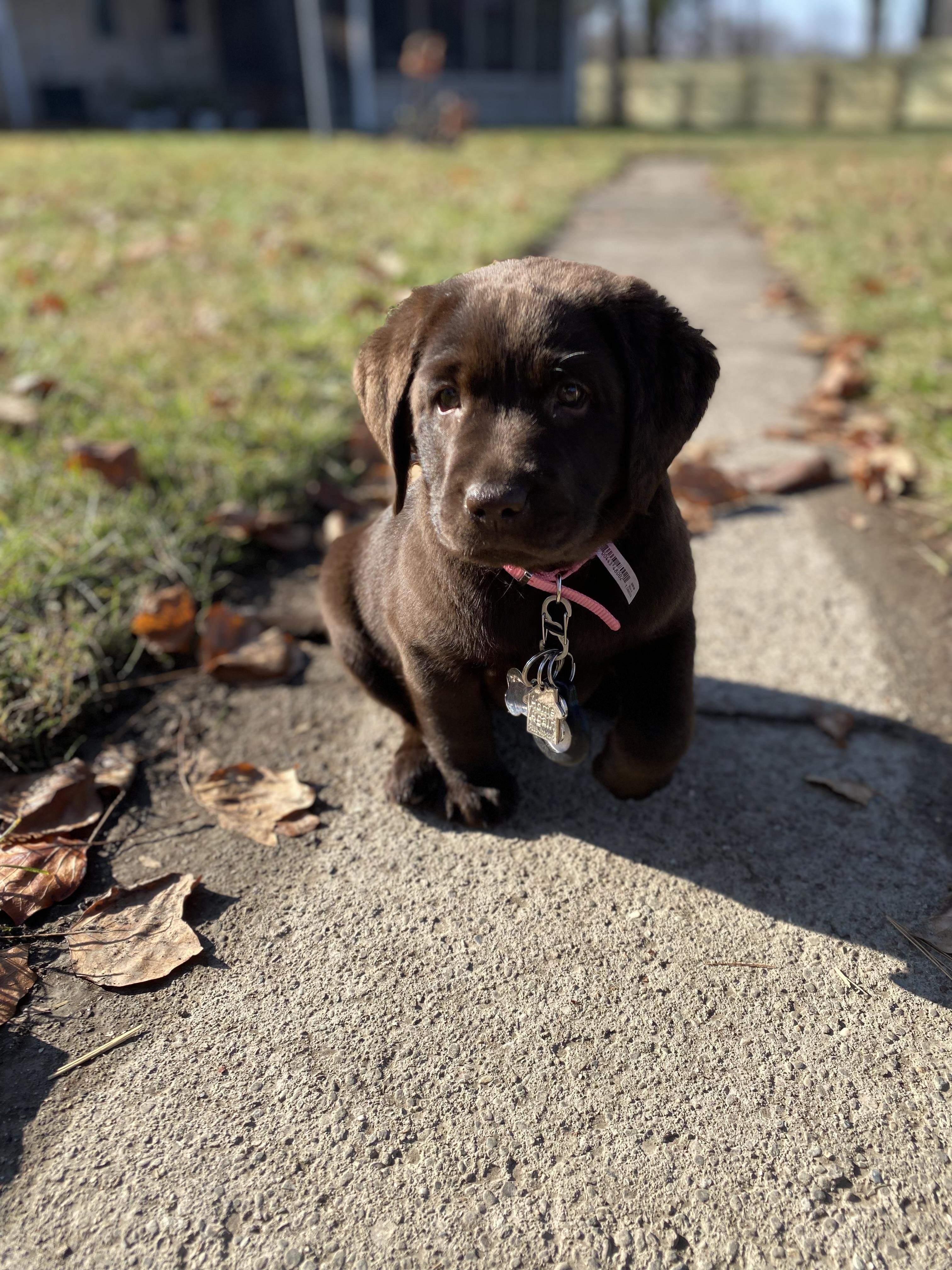 Limestone River Labradors in Indiana | Labrador Retriever puppies ...