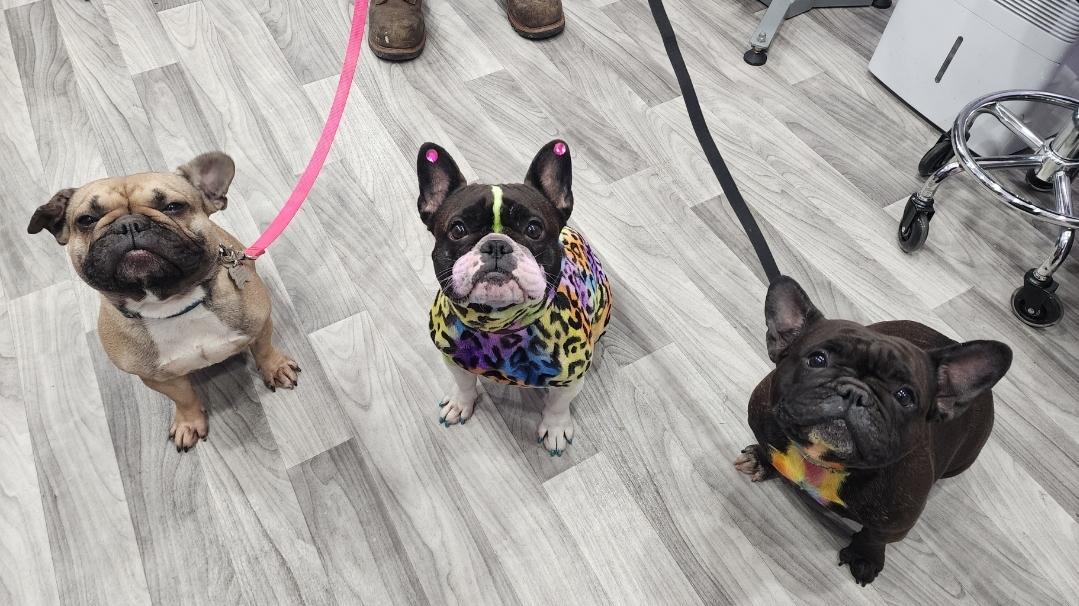 Moo's Homestead in Vermont | French Bulldog puppies | Good Dog