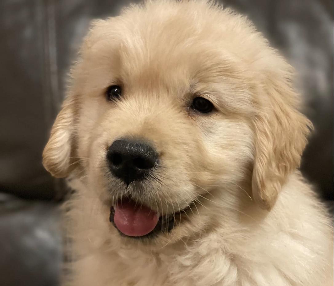 Twin Silos Kennel in Rhode Island | Border Collie and Golden Retriever ...