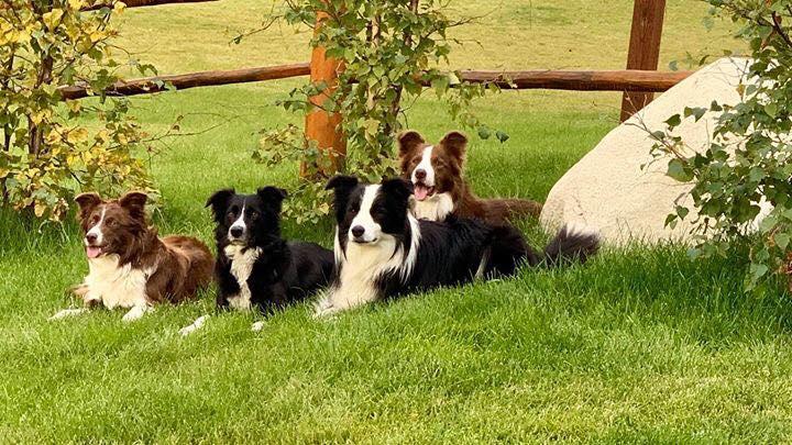 Tonglen Lake Border Collies in Alaska | Border Collie puppies | Good Dog