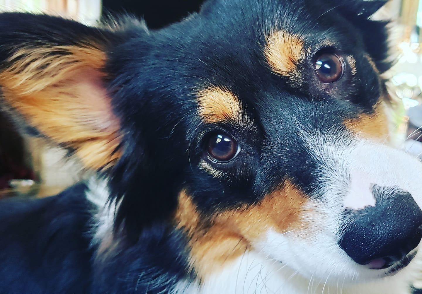 The Clever Corgi in Kentucky | Pembroke Welsh Corgi puppies | Good Dog