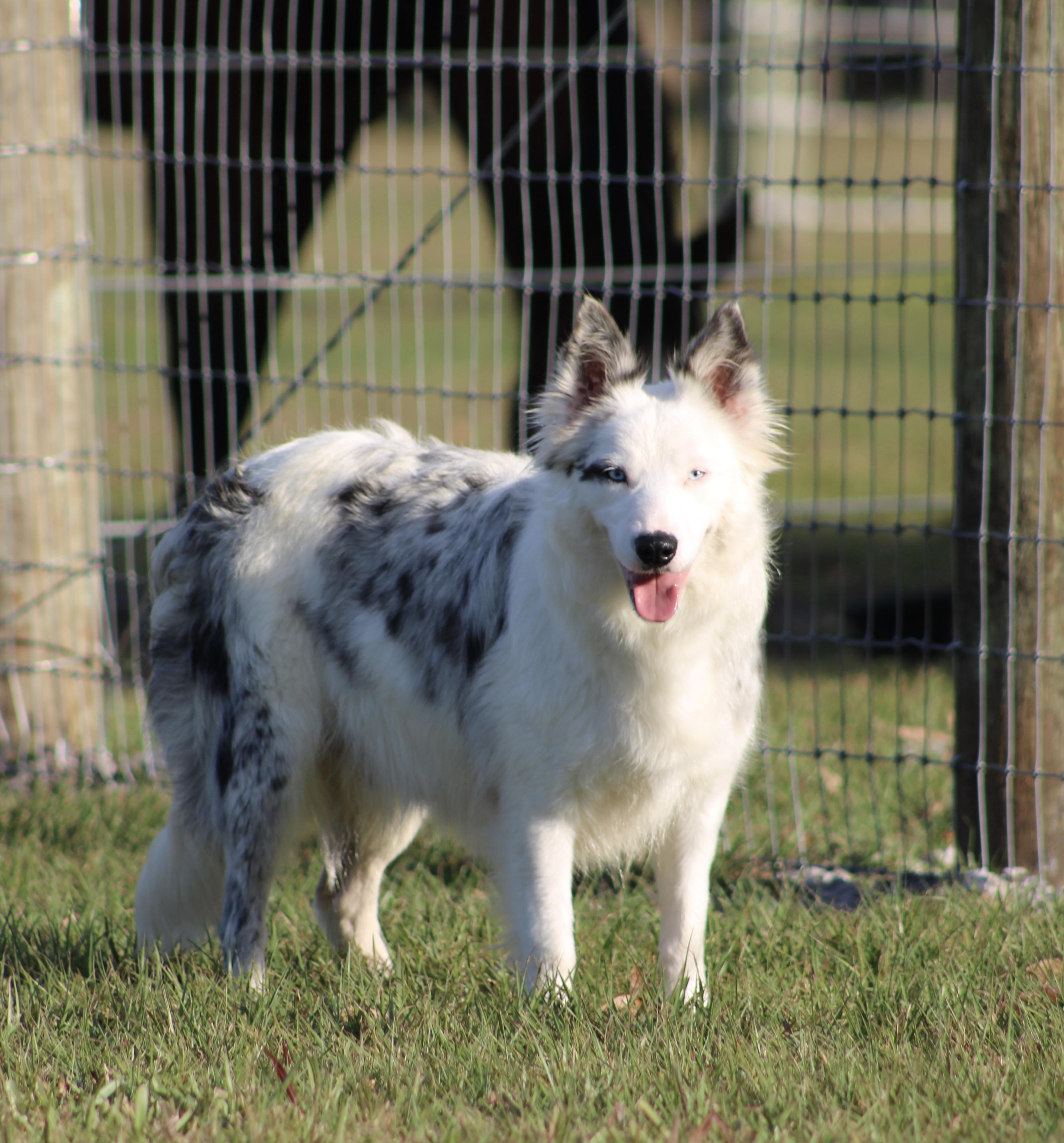 Cowtown Corgis & Border Collies in Florida | Border Collie and Pembroke ...